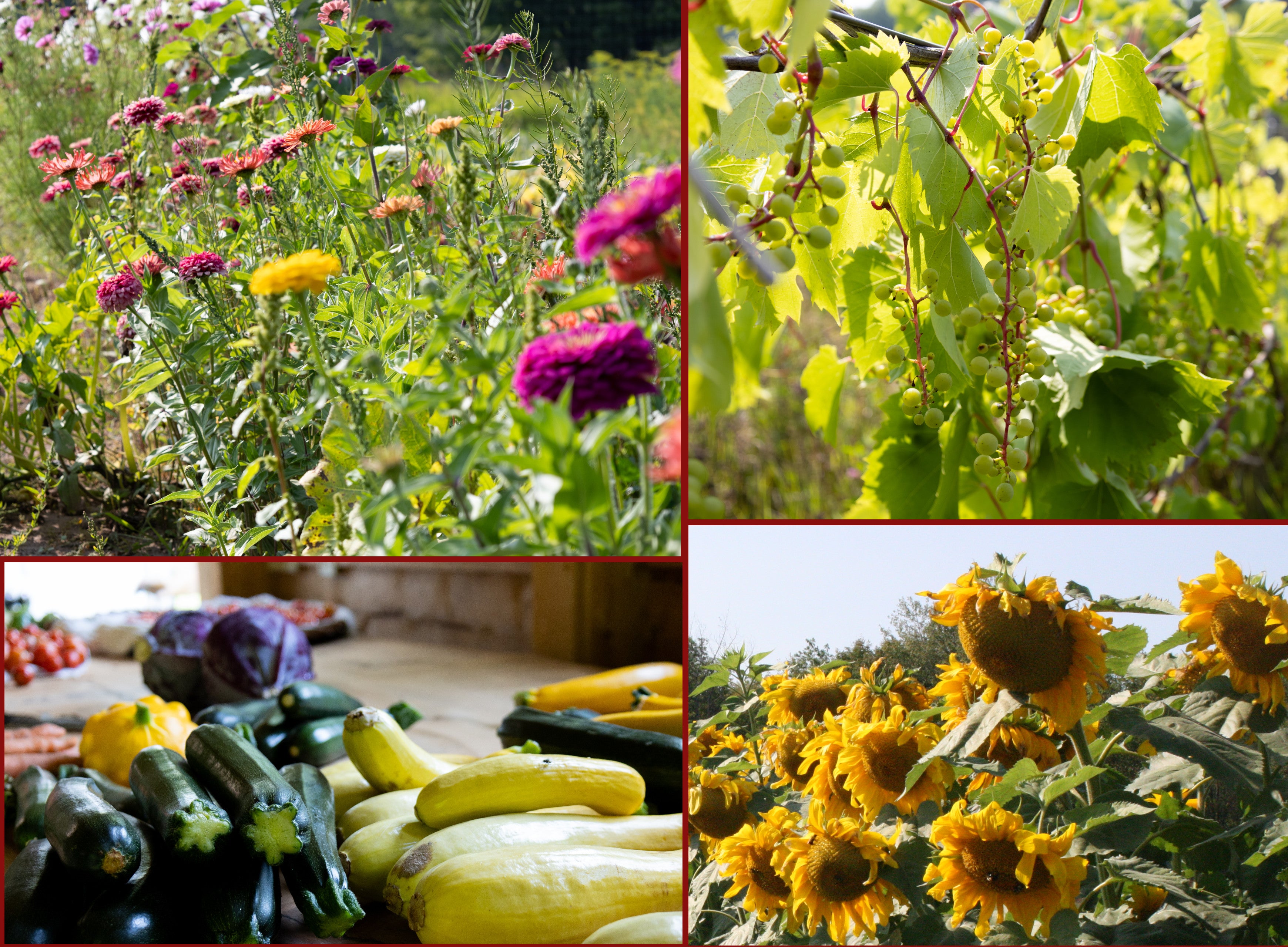 Gallery – Dancing Crane Farm